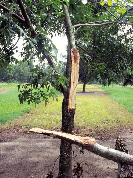 Growing Pecans in North Carolina | NC State Extension Publications