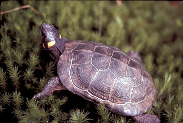 Using Fire to Improve Wildlife Habitat | NC State Extension Publications