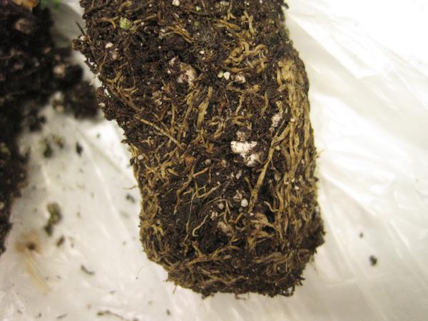 Black Root Rot on Ornamental Plants | NC State Extension Publications