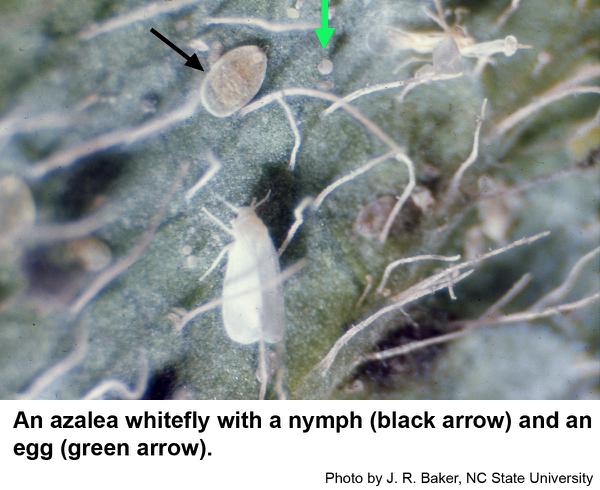 Azalea Whitefly | NC State Extension Publications