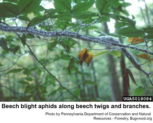 Beech Blight Aphid | NC State Extension Publications