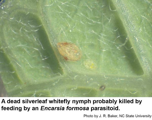 Encarsia formosa | NC State Extension Publications