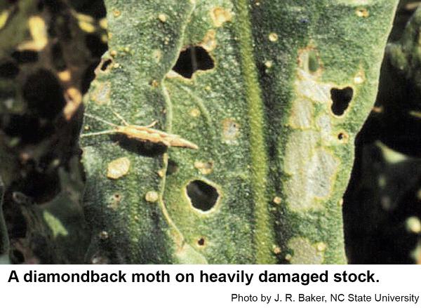 Diamondback Moth | NC State Extension Publications