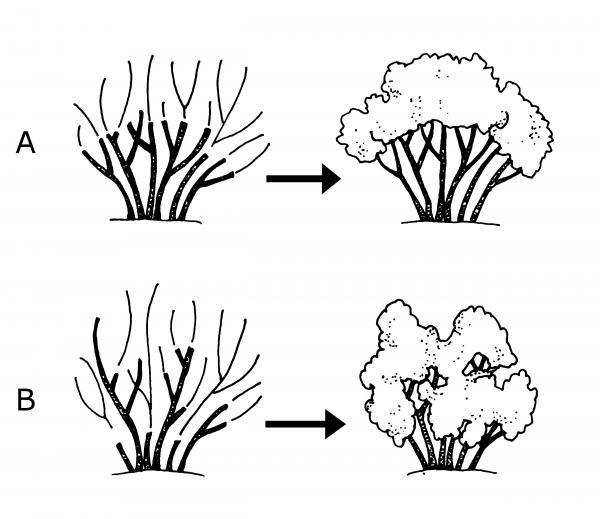 11. Woody Ornamentals | NC State Extension Publications