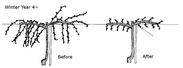 14. Small Fruits | NC State Extension Publications