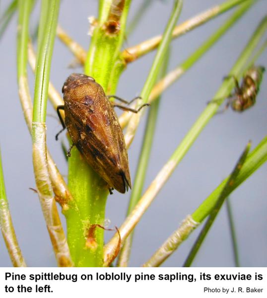 Pine Spittlebug | NC State Extension Publications
