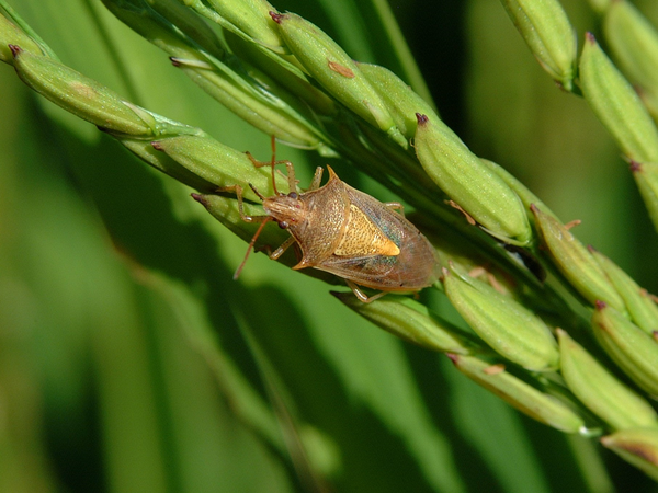 Pest Management Guidelines for Small Acreage North Carolina Rice ...